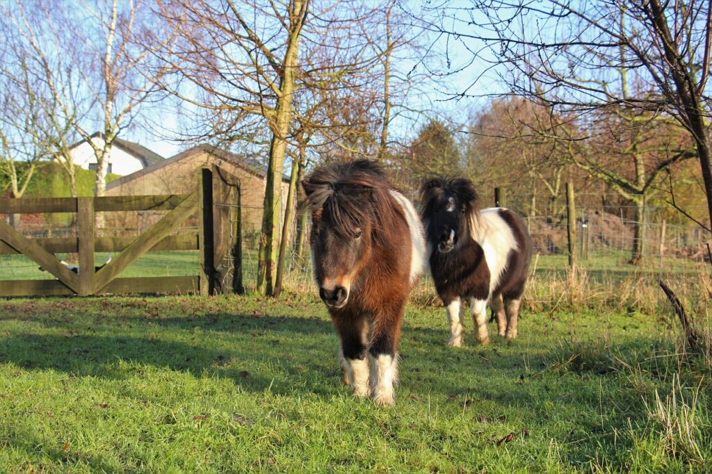 Raising Mini Horses for Beginners: A Complete Guide - Mini Horse Force